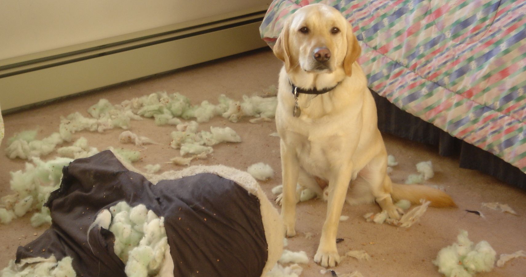 Are Ripped Bad For Dogs