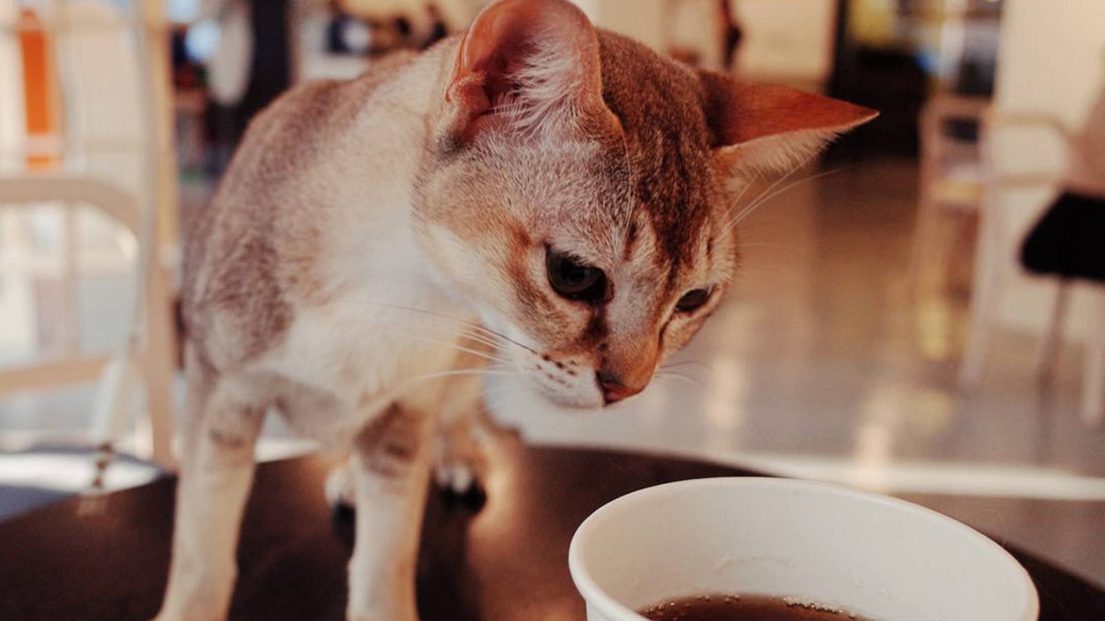 10 Cat Cafes In Major Cities That Also Adopt Out Cats