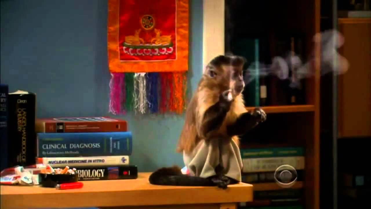 'The Big Bang Theory' Might've Went Too Far With This Animal Cruelty Scene