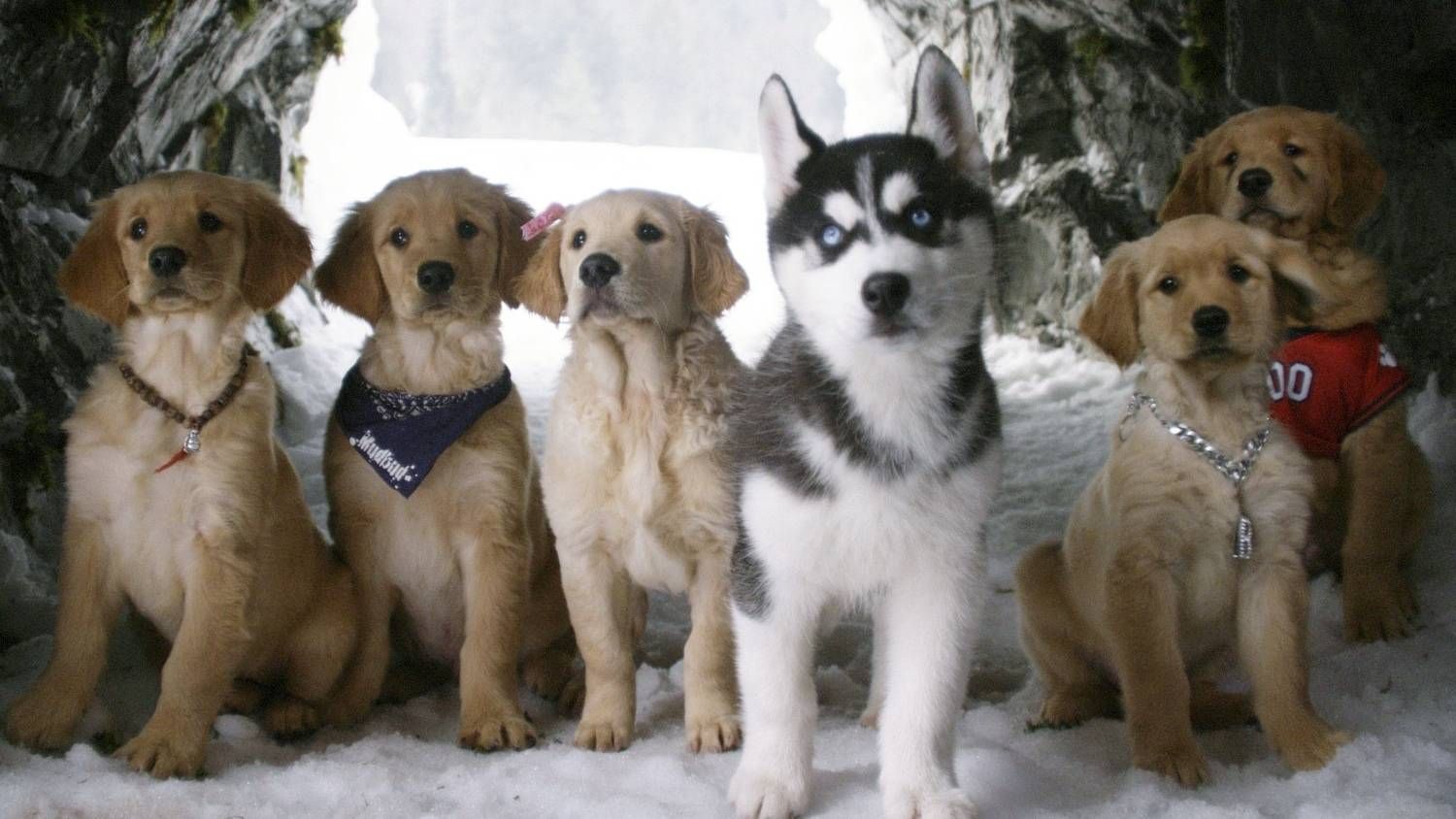 Disney's 'Air Bud' Upset Animal Lovers For This Reason