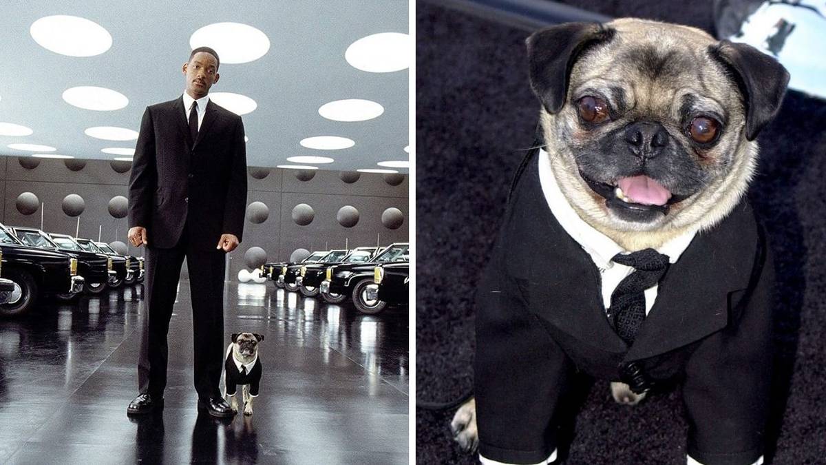 Insiders Say Frank The Pug Was The Most Demanding 'MIB' Character