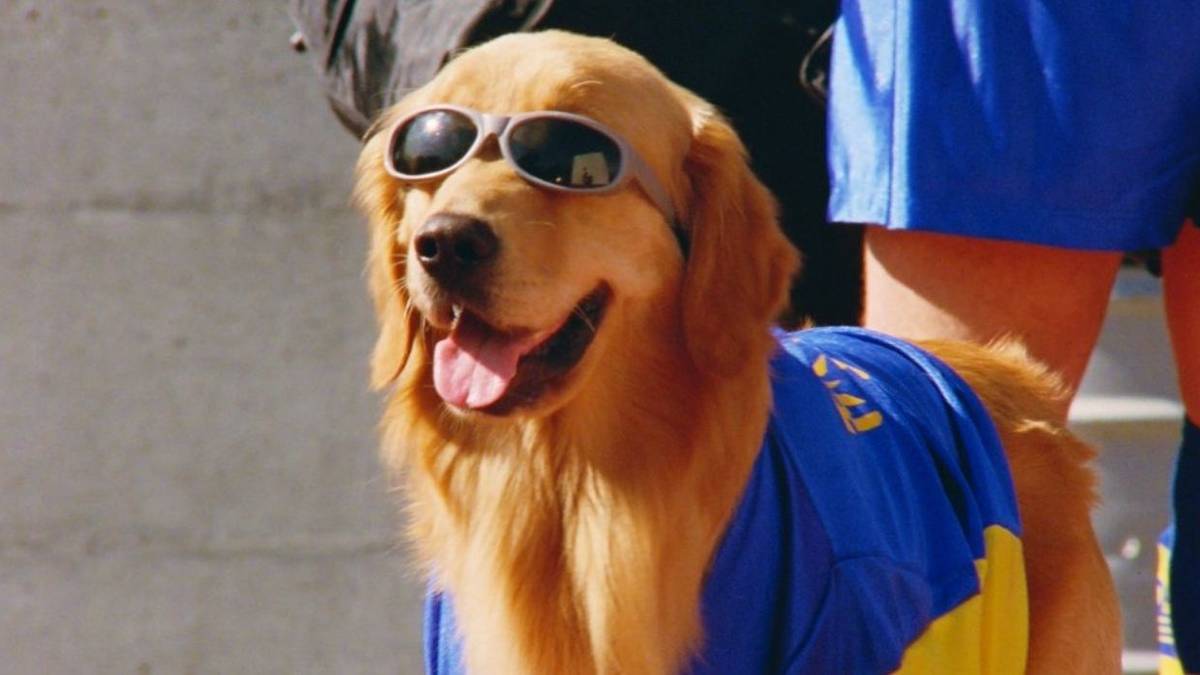 Whatever Happened To The Dog From 'Air Bud'?