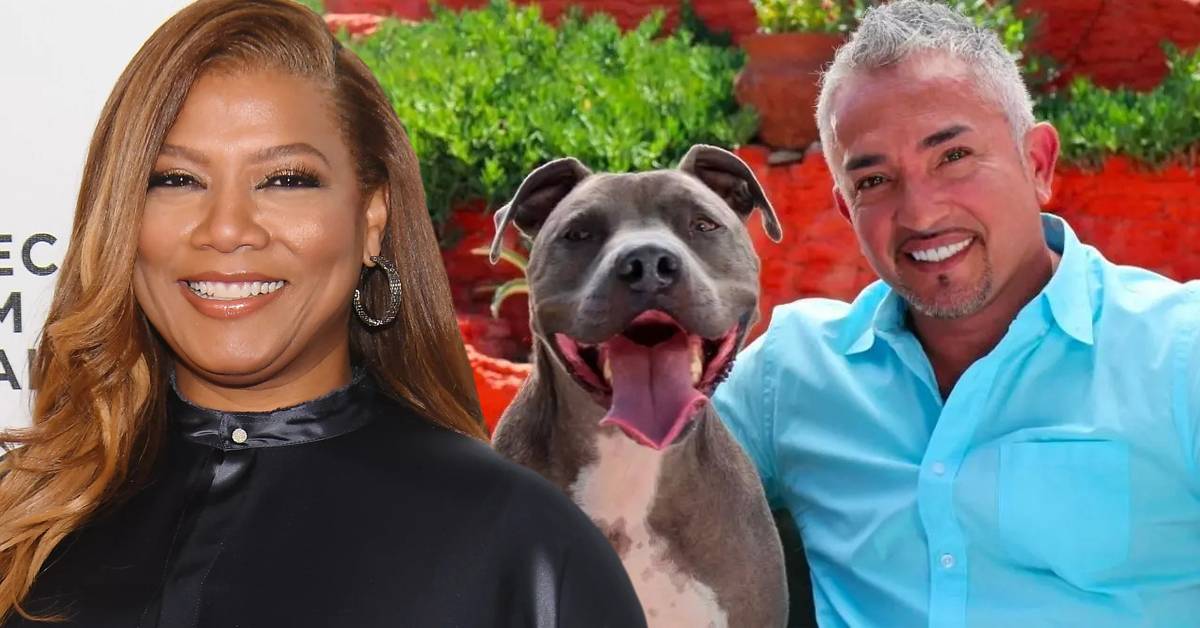 Exactly Where Cesar Millan's Pit Bull Controversies Stand Today