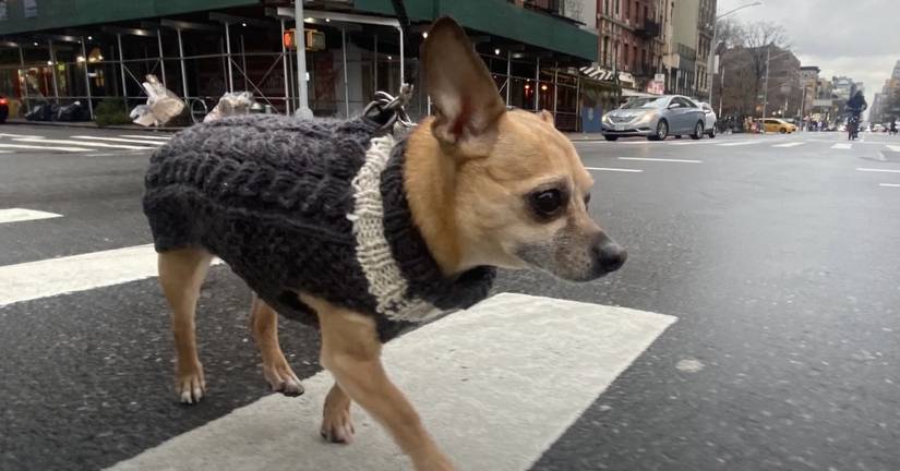 Everything We Know About The Traitors' Surprise Star Lala The Dog